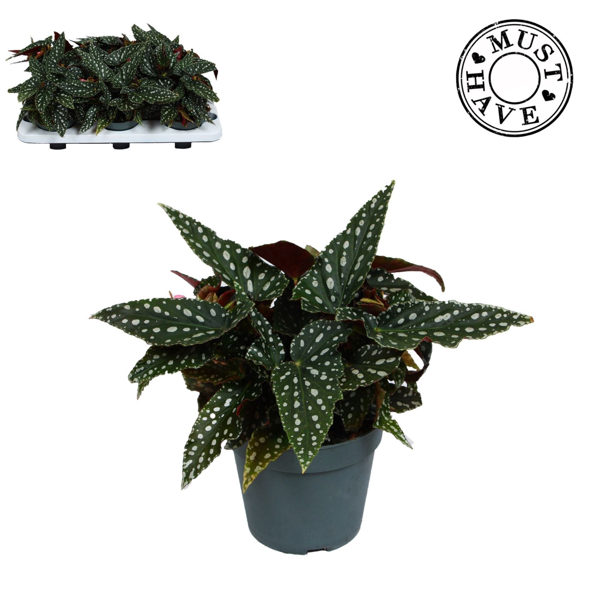“Βιγόνια” Begonia Maculata® Spotlight Green MUST HAVE – Green Mall