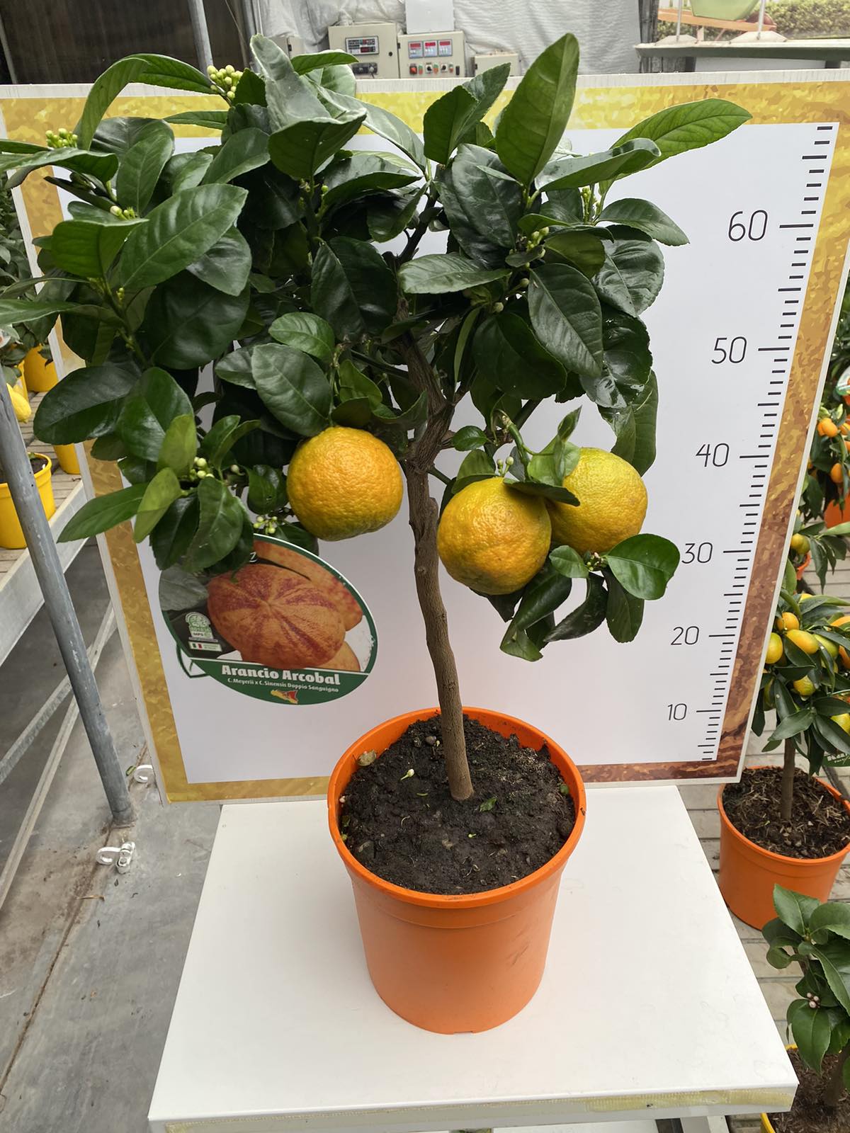 Δέντρο Νάνο ΠΟΡΤΟΚΑΛΙ ΟΥΡΑΝΙΟ ΤΟΞΟ ARCOBAL – Green Mall