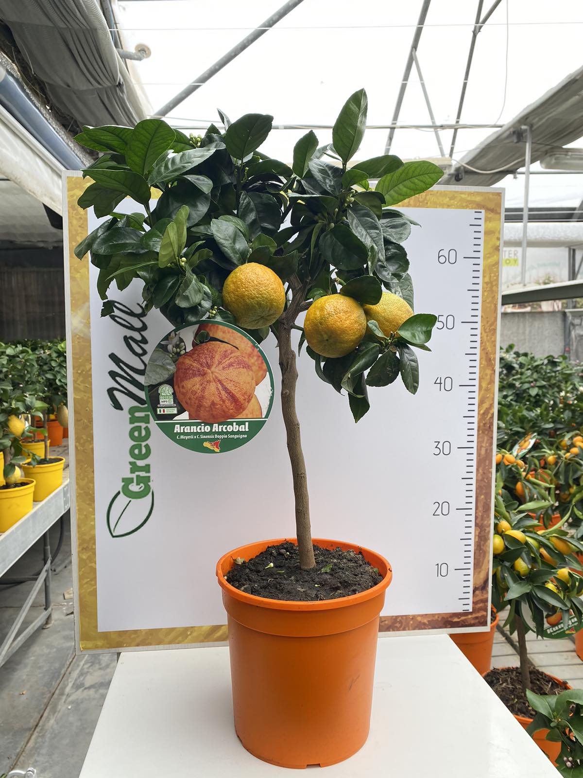 Δέντρο Νάνο ΠΟΡΤΟΚΑΛΙ ΟΥΡΑΝΙΟ ΤΟΞΟ ARCOBAL – Green Mall