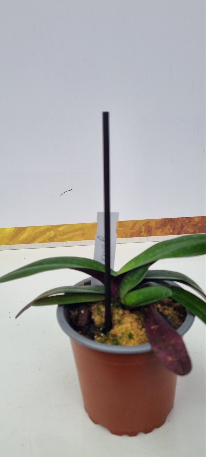 Paphiopedilum godefroyae – Green Mall