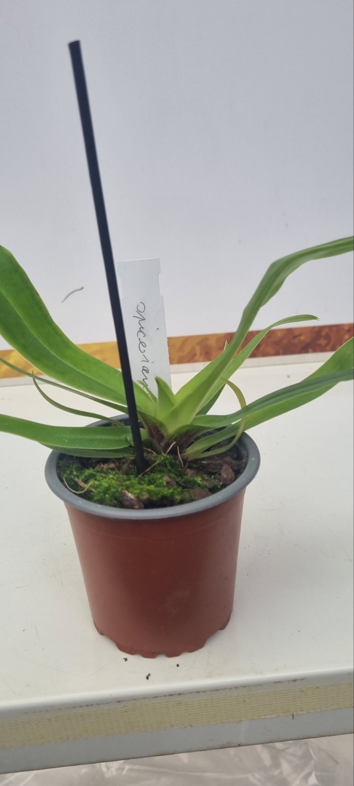 Paphiopedilum spicerianum – Green Mall